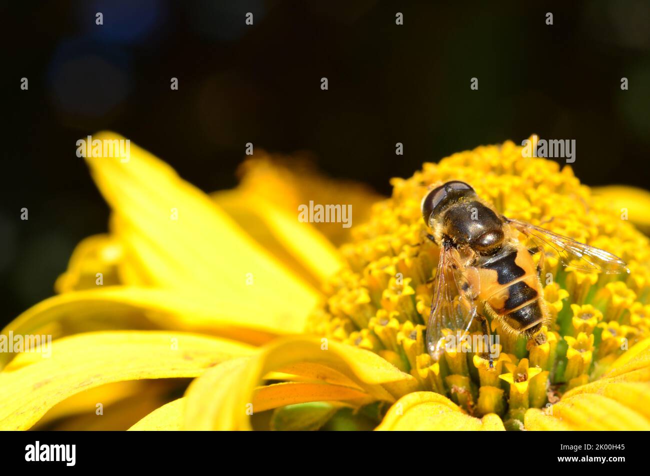 Helophilus pendulus hoverfly Stock Photo - Alamy