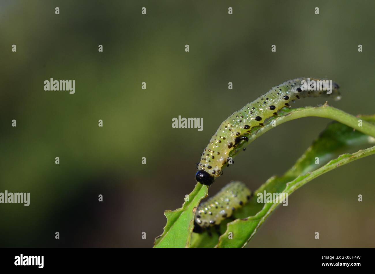 Caterpillar of sawfly on Rose Stock Photo - Alamy