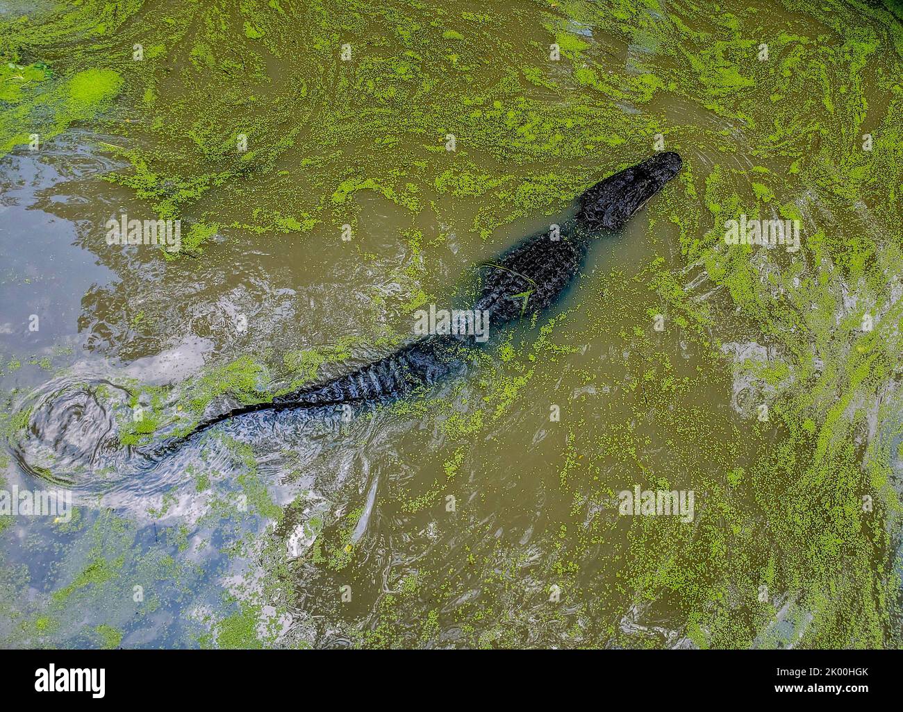 Aerial view of an adult American Alligator in Mobile Bay Stock Photo ...