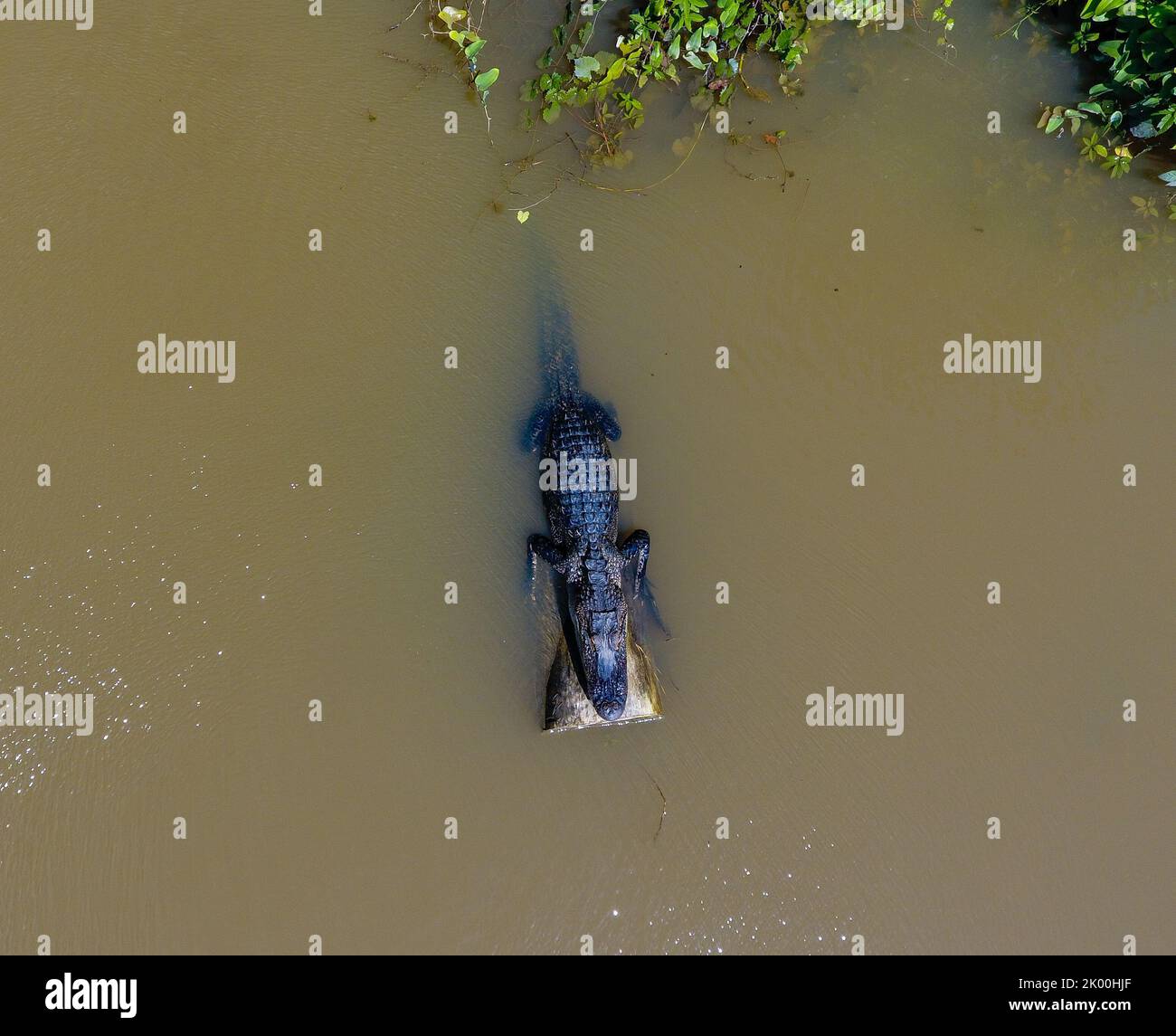 Aerial view of an adult American Alligator in Mobile Bay Stock Photo ...
