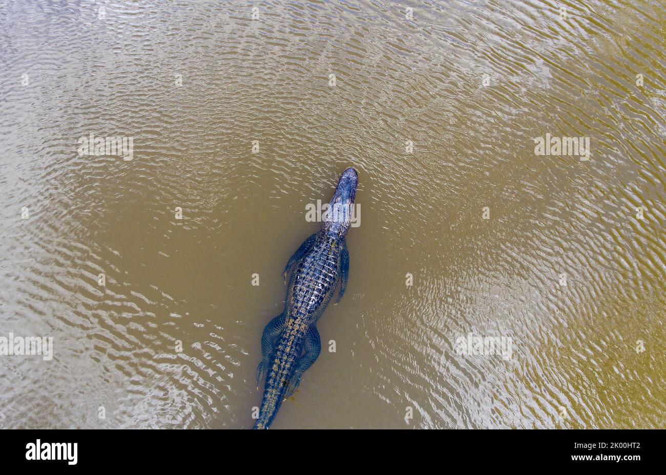 Aerial view of an adult American Alligator in Mobile Bay Stock Photo ...