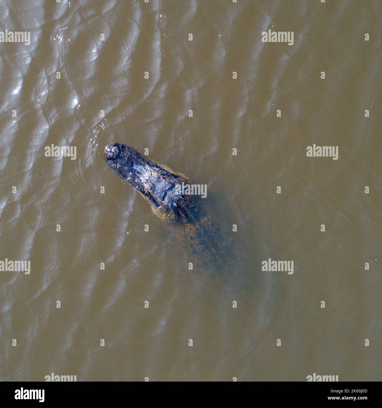 Aerial view of an adult American Alligator in Mobile Bay Stock Photo ...