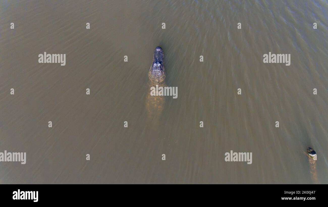 Aerial view of an adult American Alligator in Mobile Bay Stock Photo ...