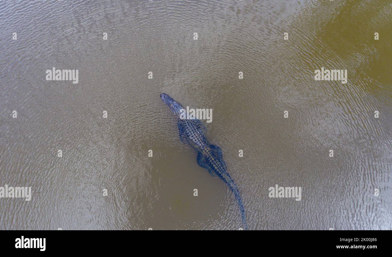 Aerial view of an adult American Alligator in Mobile Bay Stock Photo ...