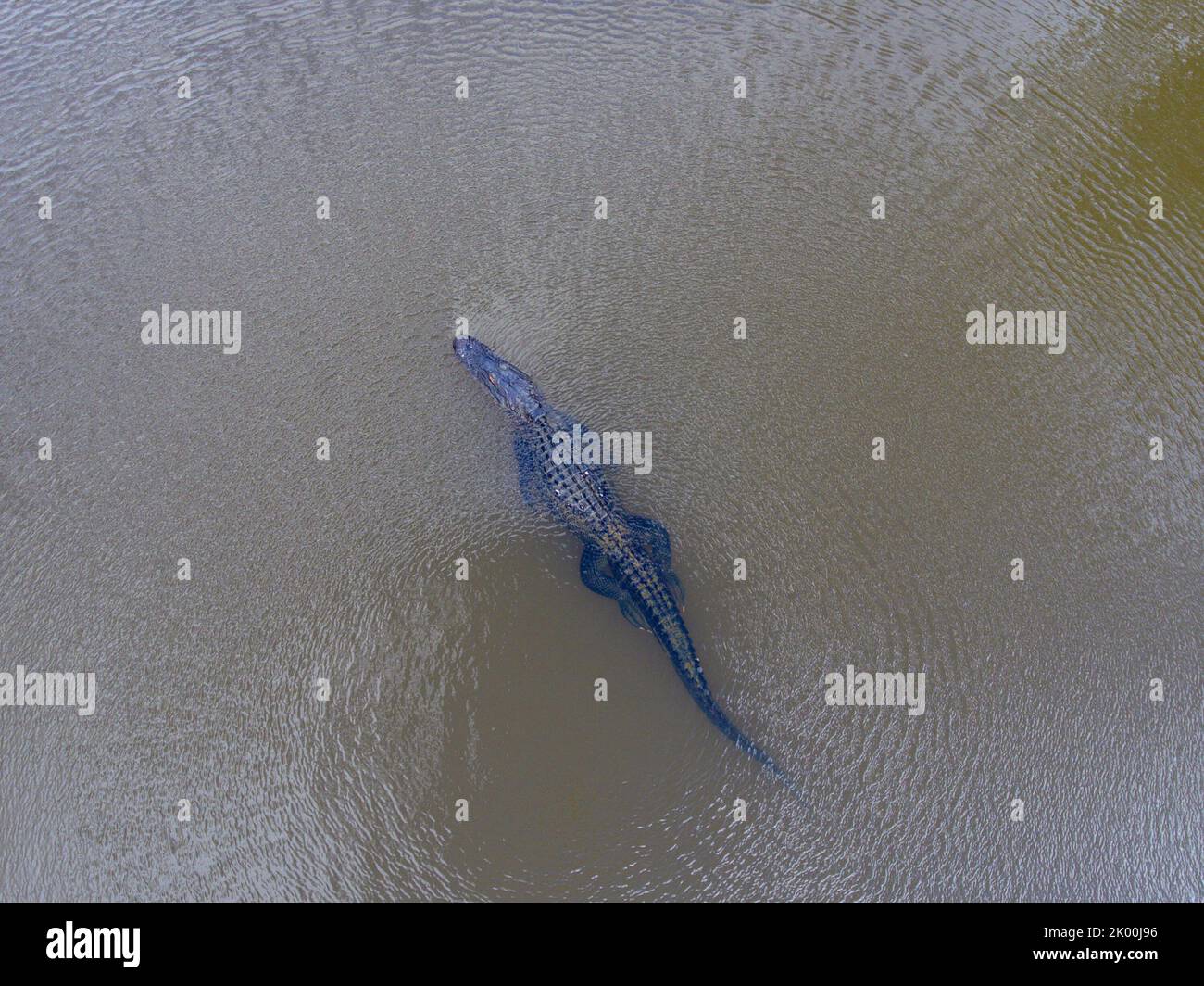 Aerial view of an adult American Alligator in Mobile Bay Stock Photo ...