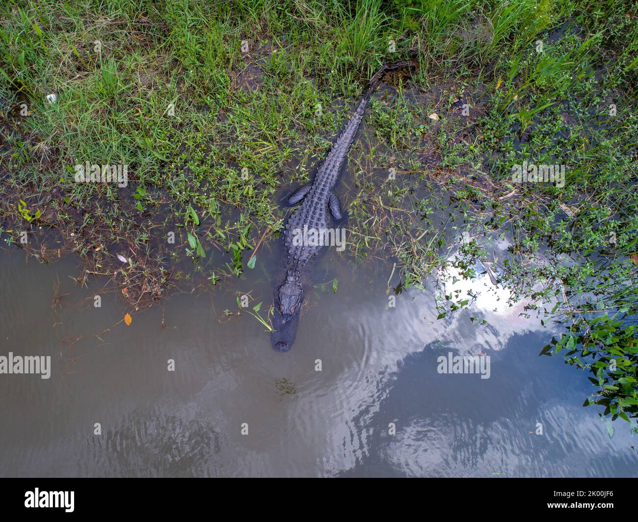 Aerial view of an adult American Alligator in Mobile Bay Stock Photo ...