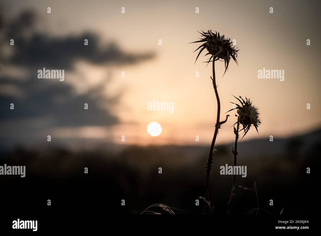 Rural scene at sunset Stock Photo - Alamy