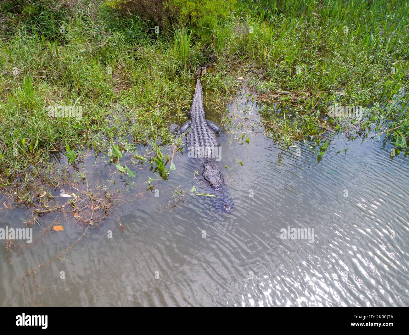 Aerial view of an adult American Alligator in Mobile Bay Stock Photo ...