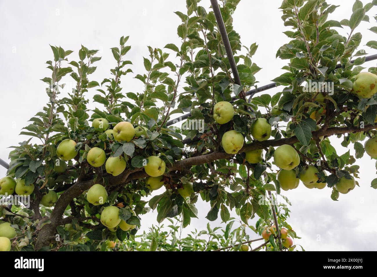 Keswick codlin hi-res stock photography and images - Alamy