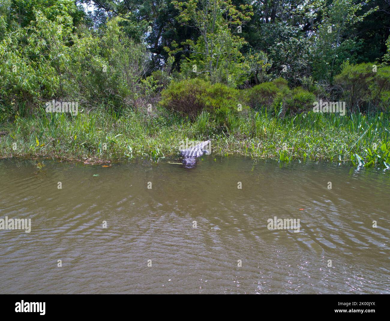 Aerial view of an adult American Alligator in Mobile Bay Stock Photo ...