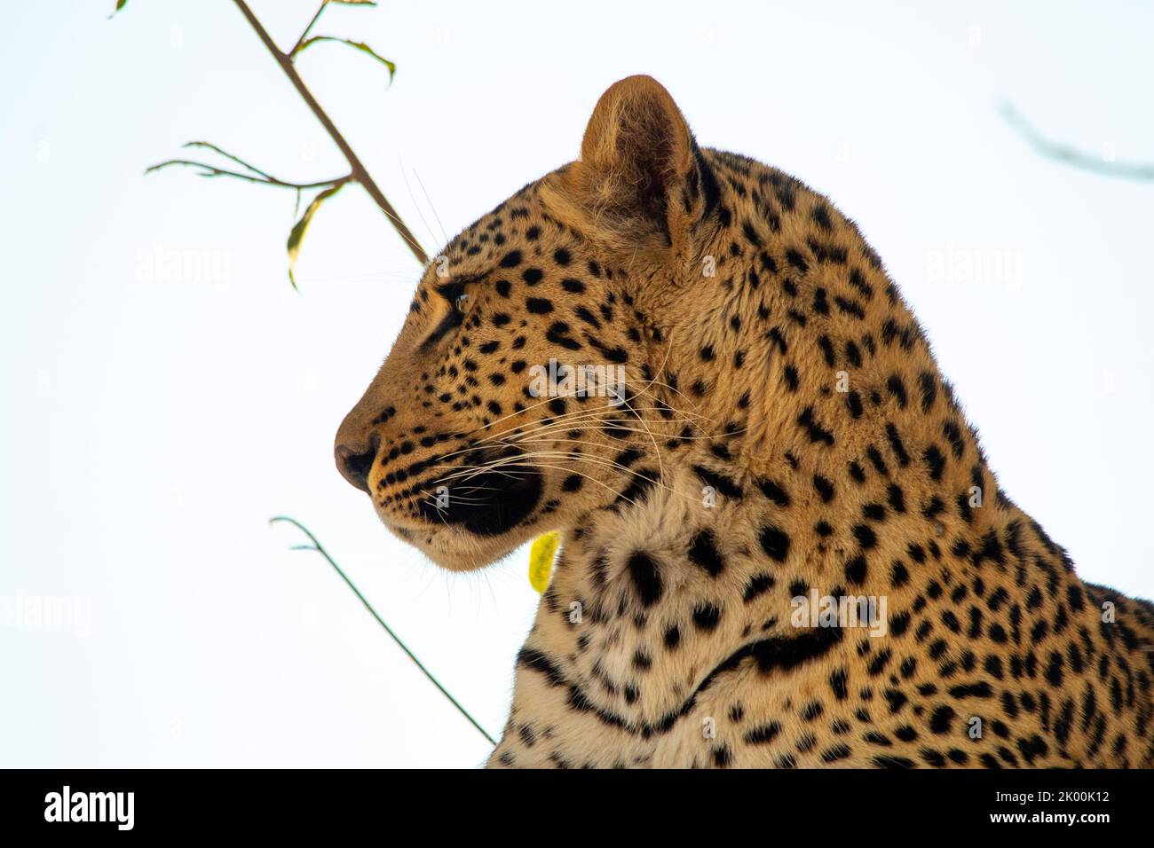 Portrait of a leopard Stock Photo - Alamy