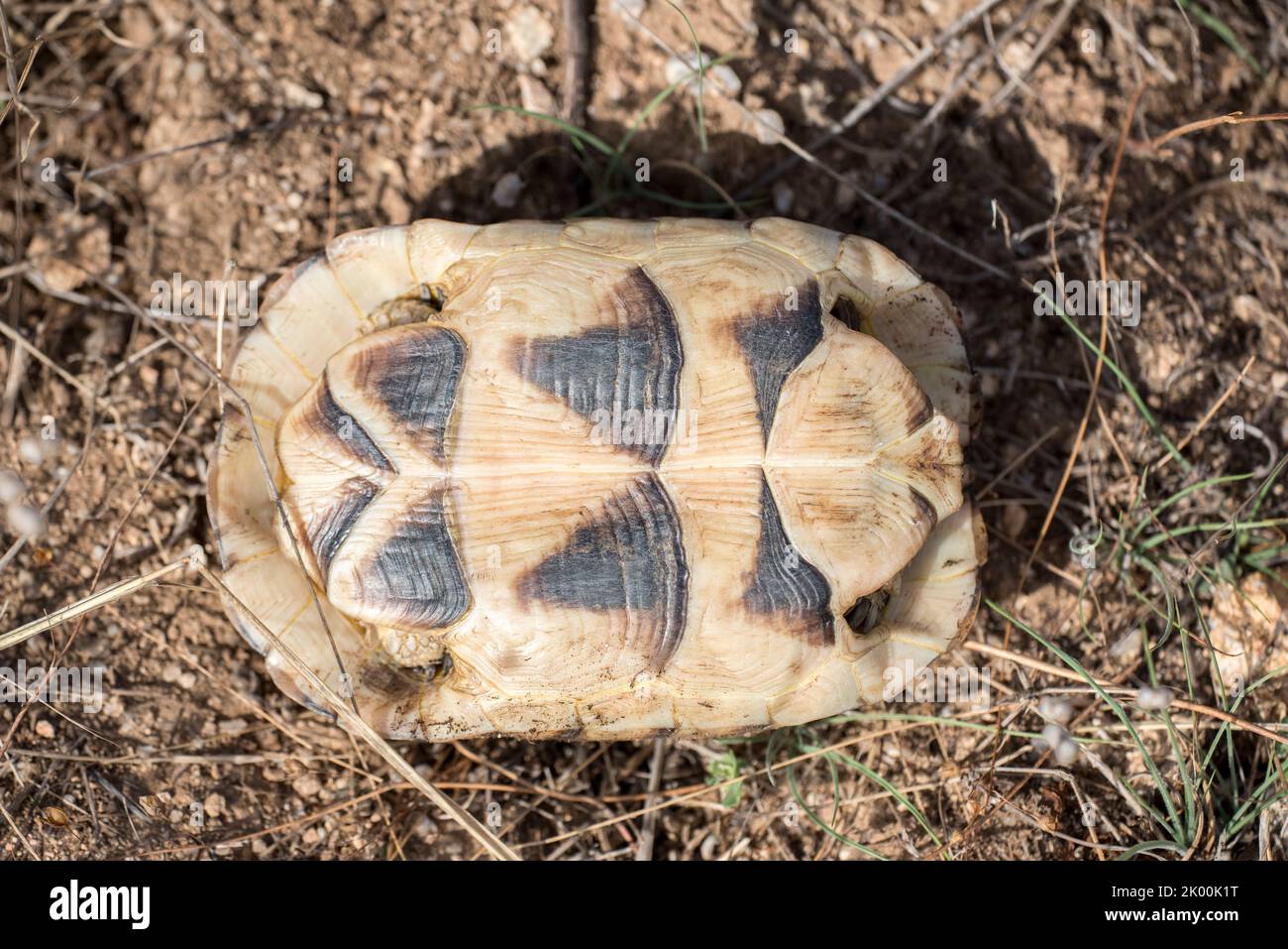 Tartaruga hi-res stock photography and images - Alamy