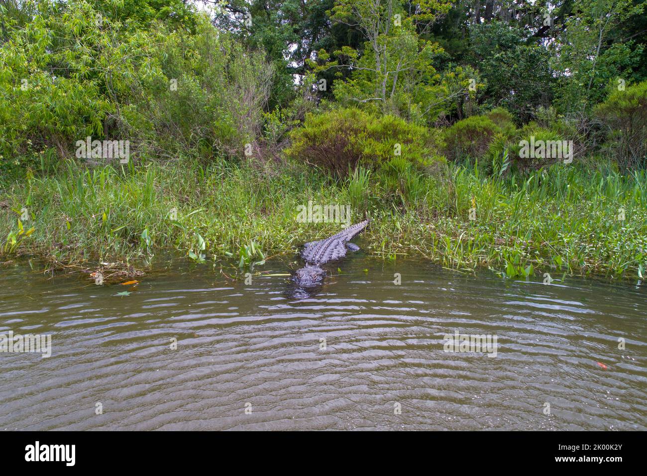 Aerial view of an adult American Alligator in Mobile Bay Stock Photo ...