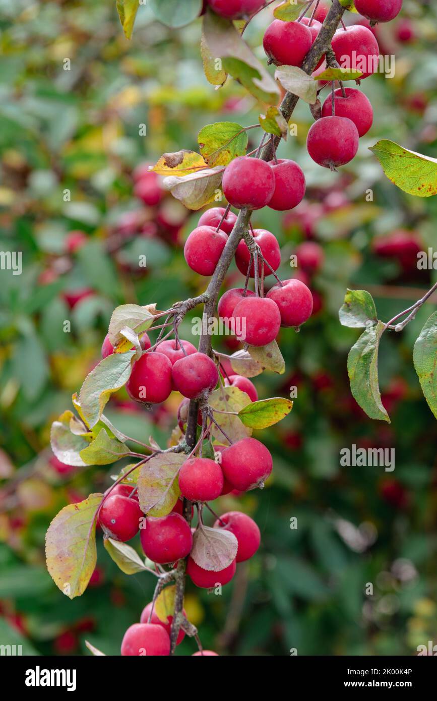 Neville copeman hi-res stock photography and images - Alamy