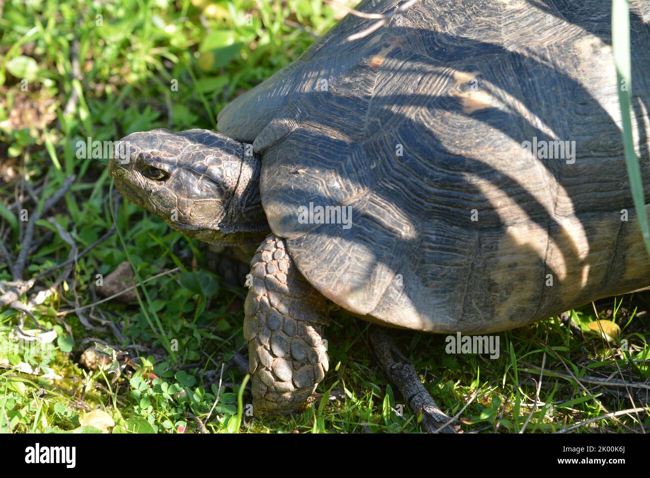 Tartaruga terrestre hi-res stock photography and images - Alamy