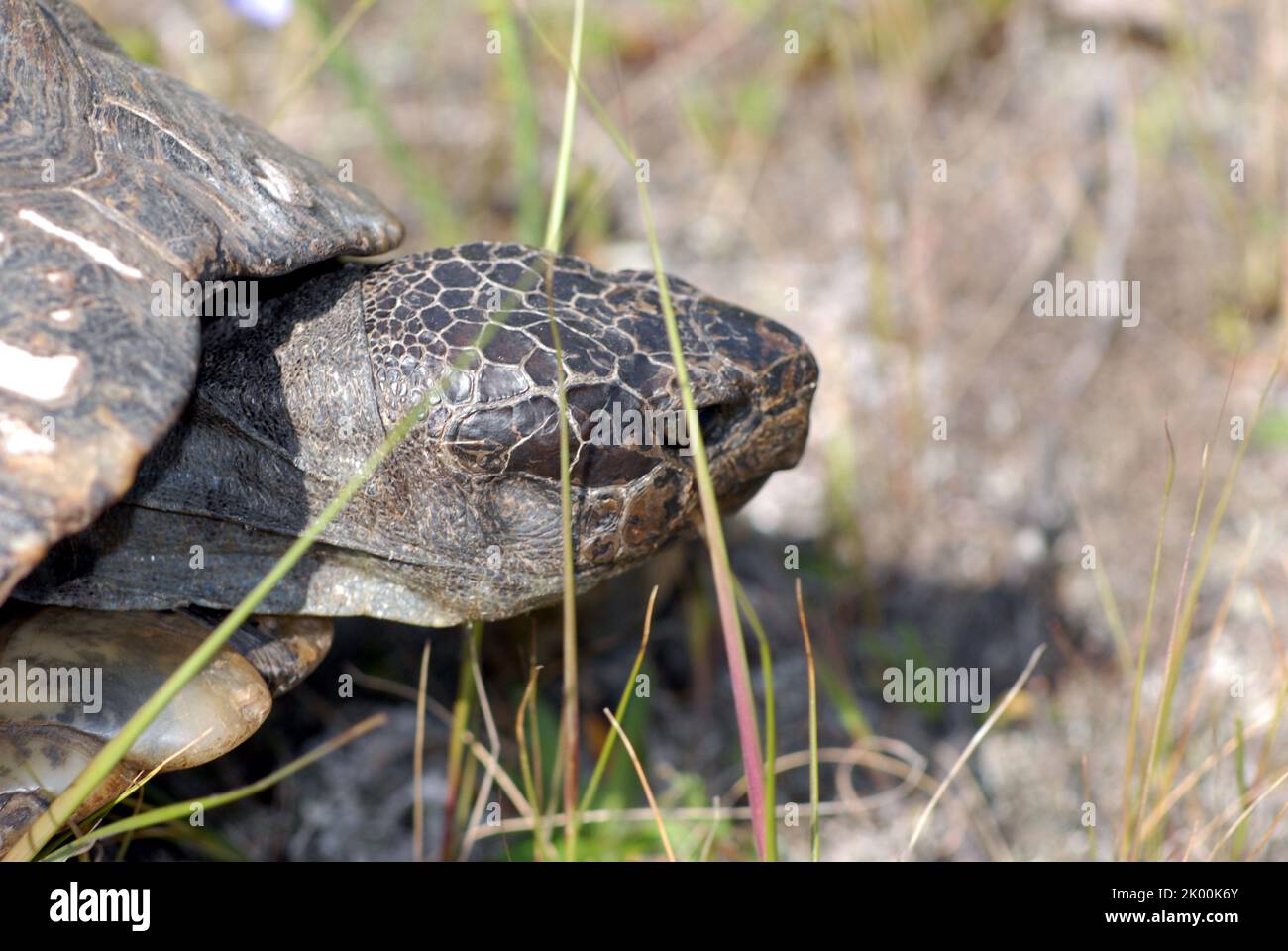 Tartaruga terrestre hi-res stock photography and images - Alamy