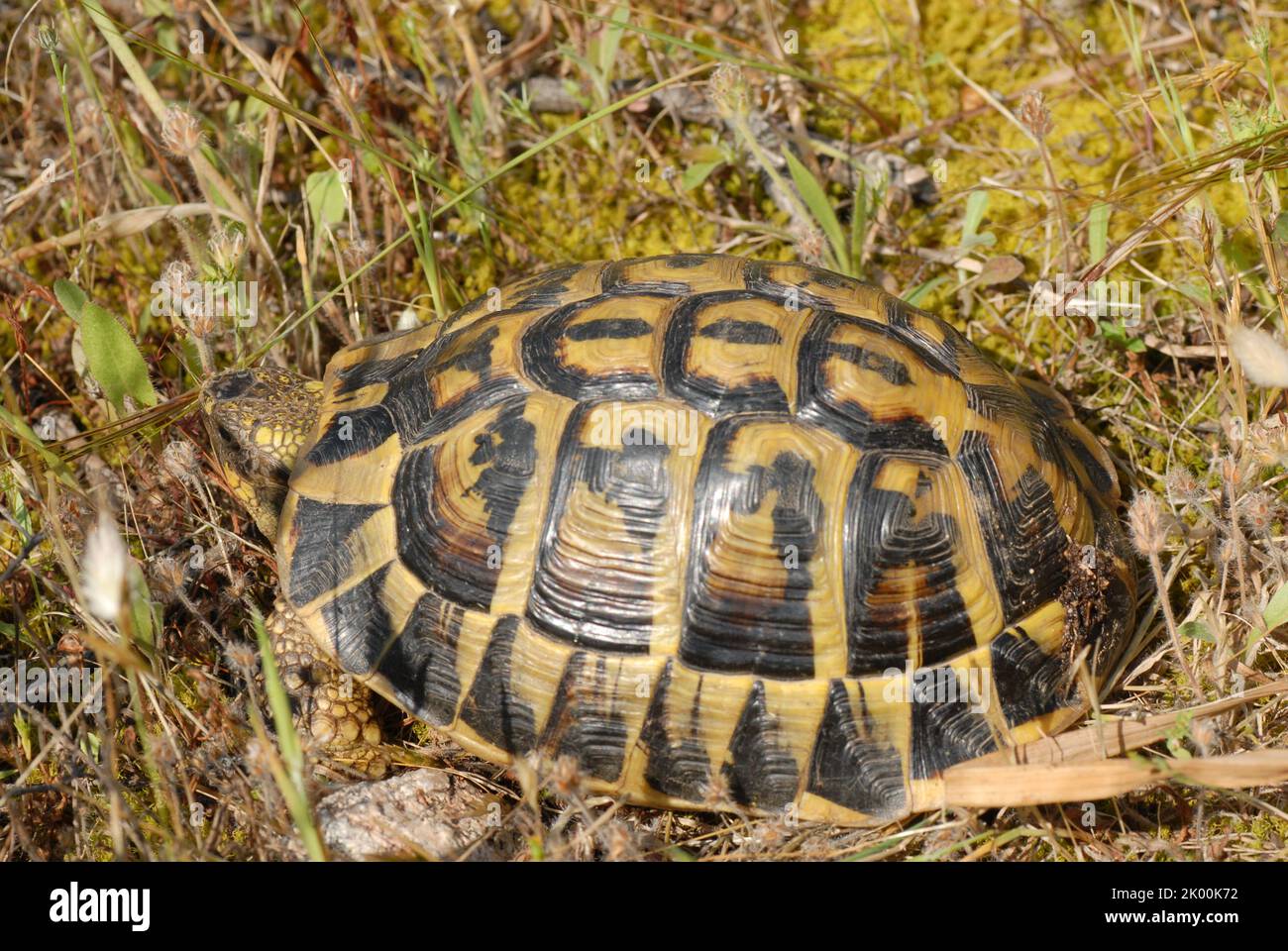 Tartaruga terrestre hi-res stock photography and images - Alamy