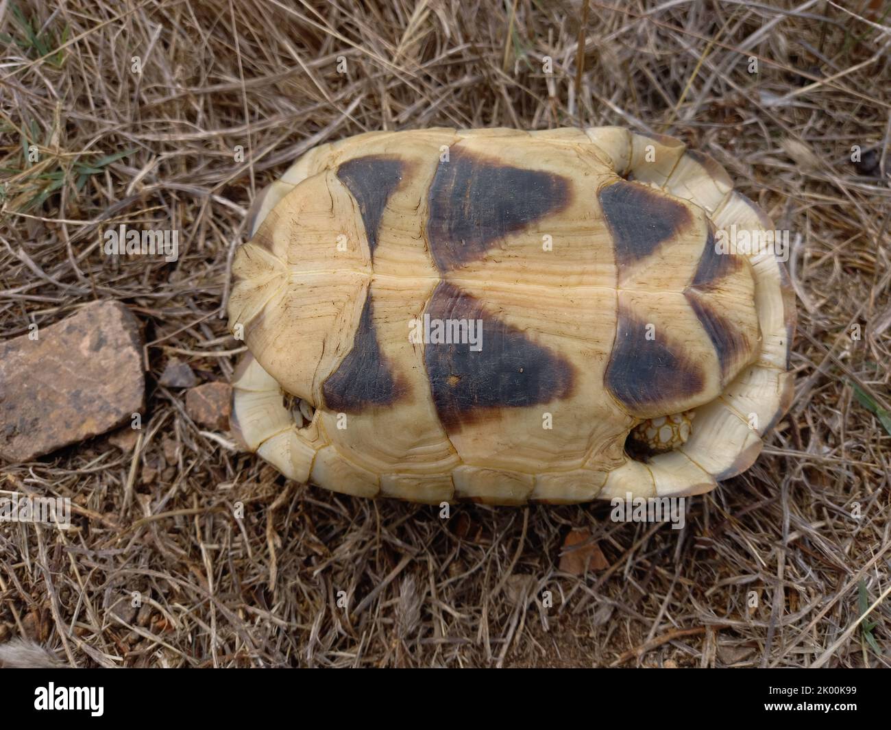 Tartaruga hi-res stock photography and images - Alamy