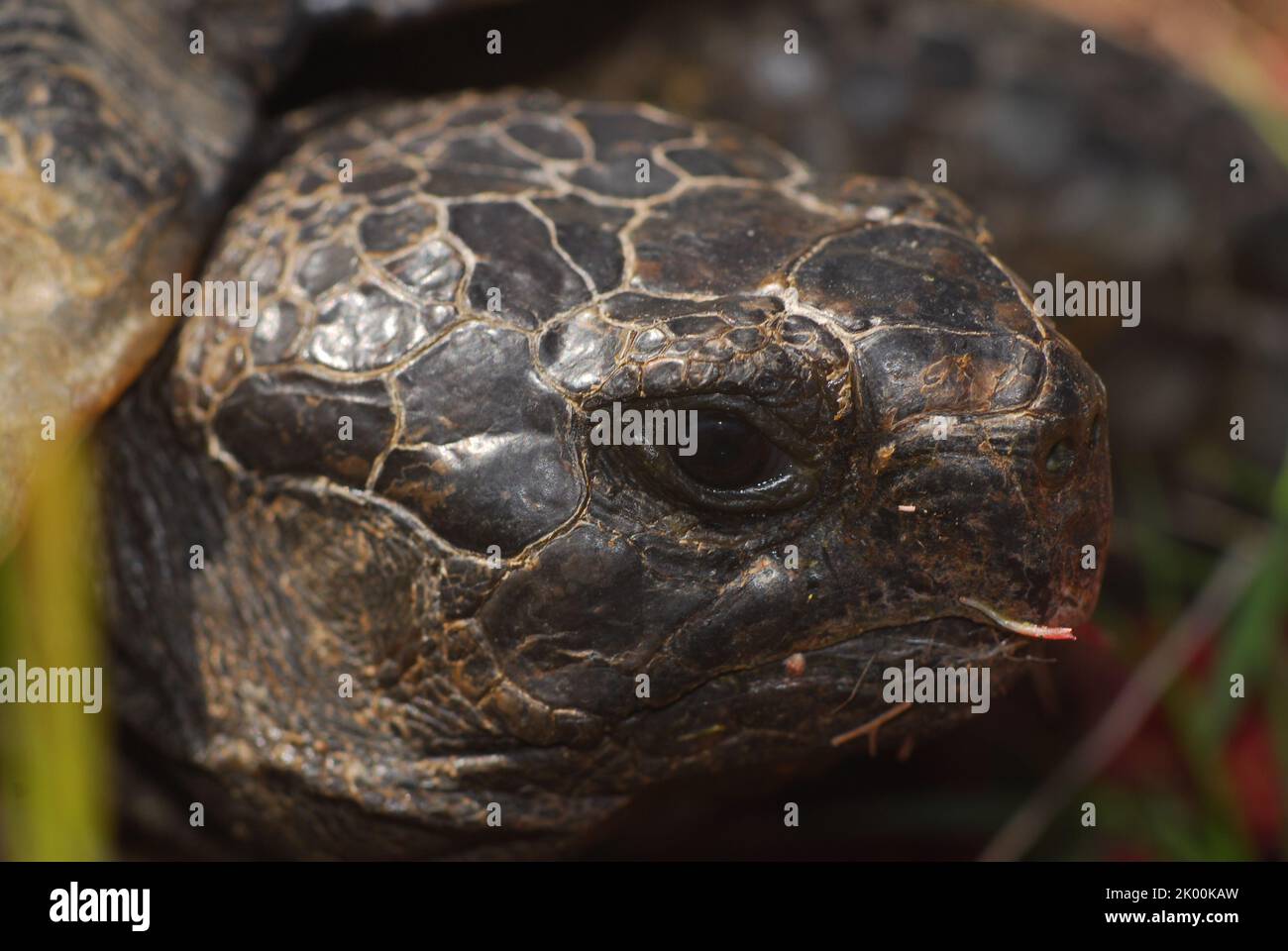 Tartaruga terrestre hi-res stock photography and images - Alamy