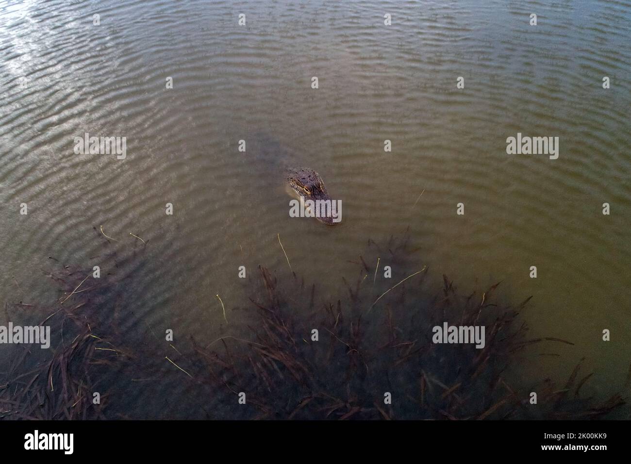 Aerial view of an adult American Alligator in Mobile Bay Stock Photo ...