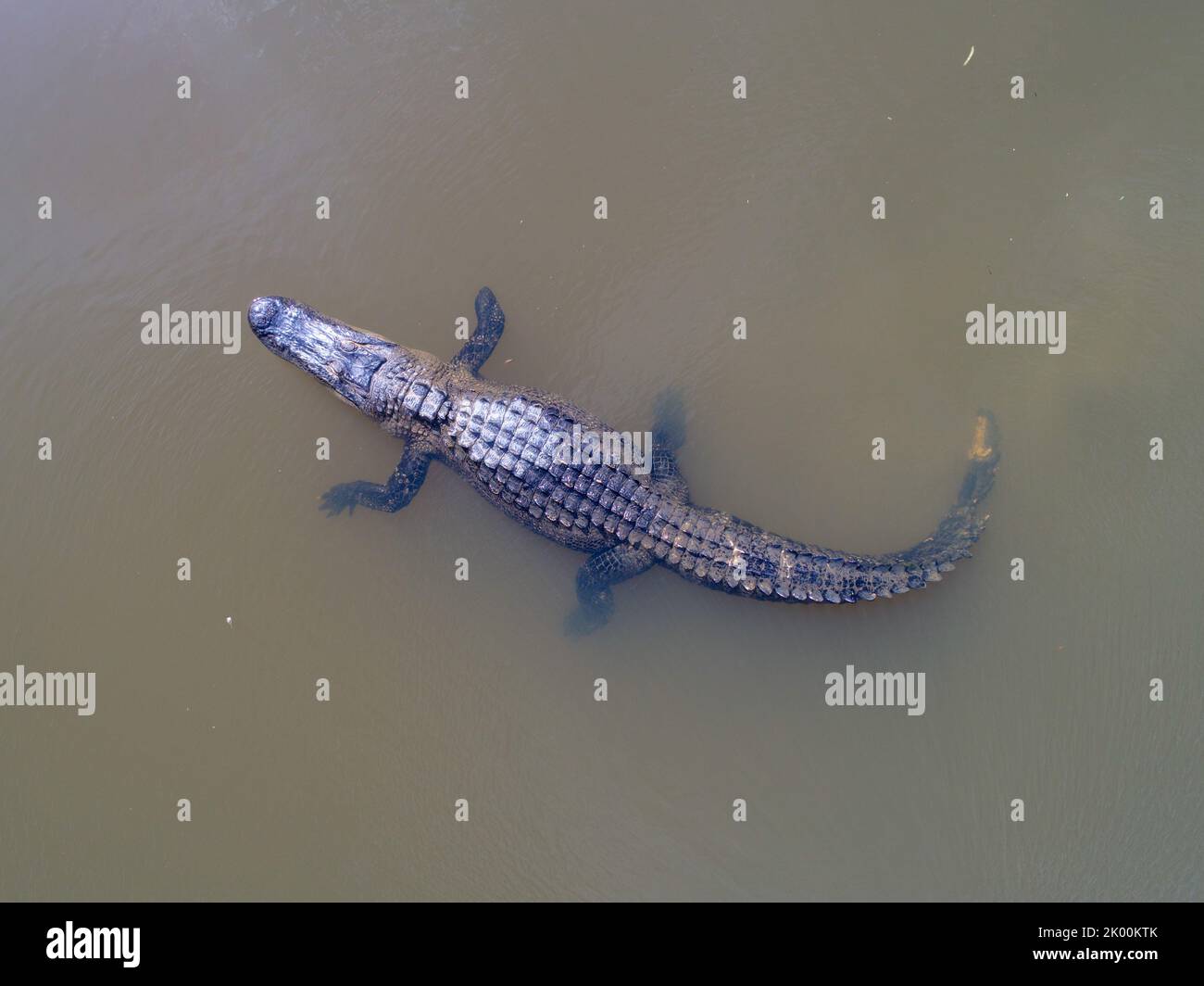 Aerial view of an adult American Alligator in Mobile Bay Stock Photo ...