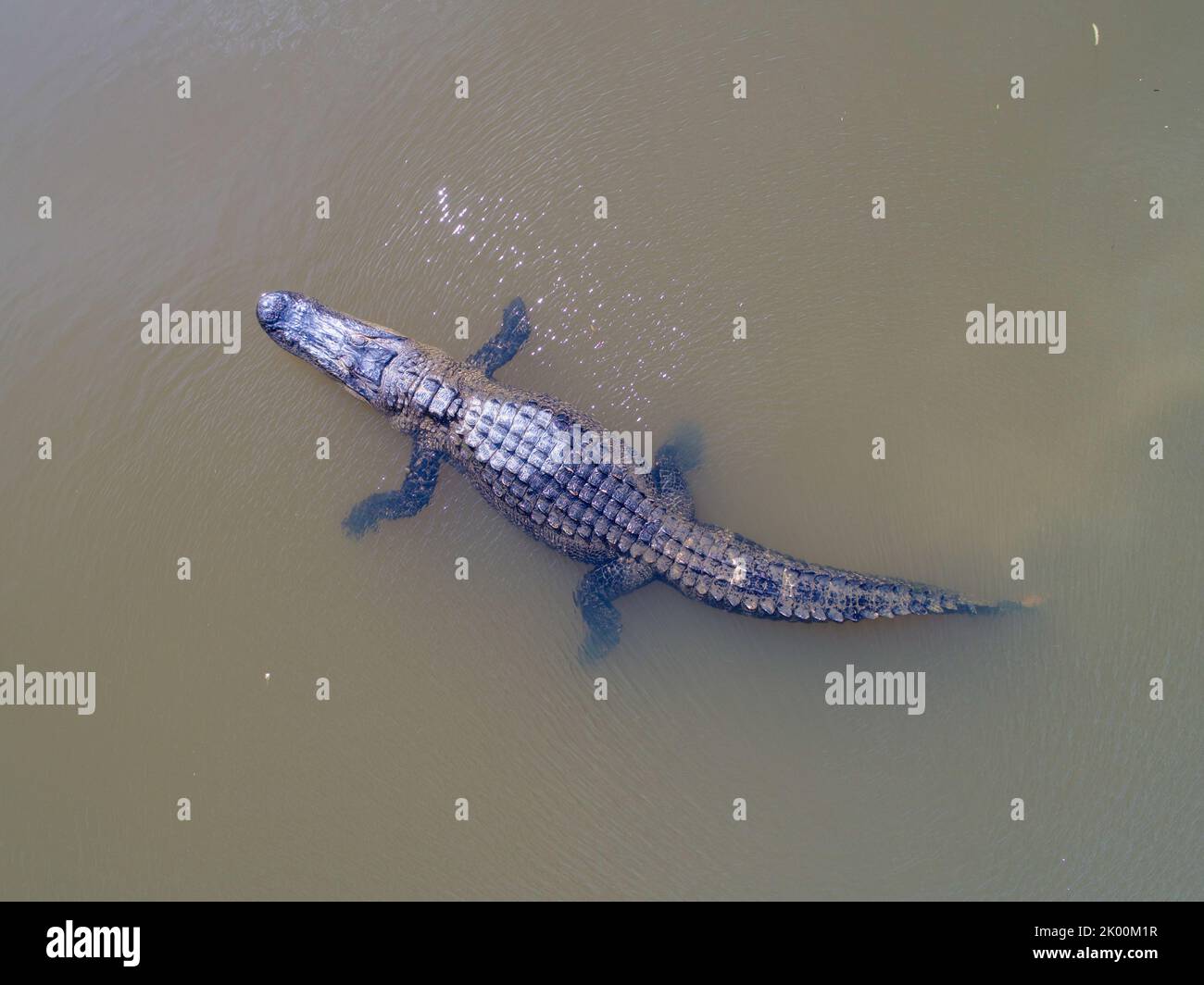 Aerial view of an adult American Alligator in Mobile Bay Stock Photo ...