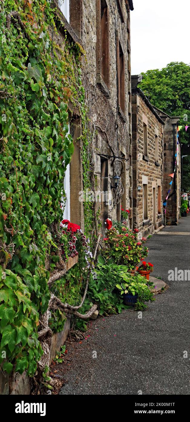 Ivy growing up the walls of two and three storey stone cottages homes ...