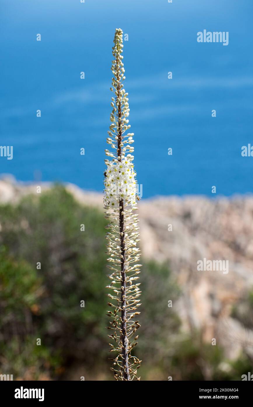 Pianta marina hi-res stock photography and images - Alamy