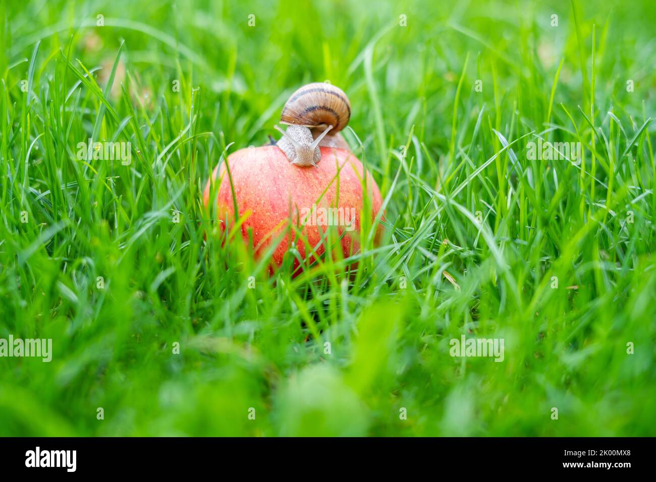 Apple house hi-res stock photography and images - Alamy