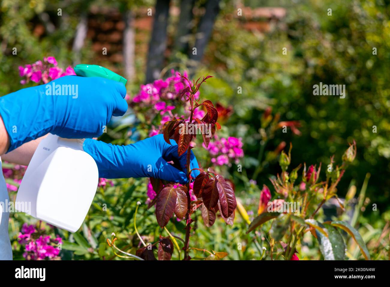 treatment in the garden of young shoots of roses from aphids ...