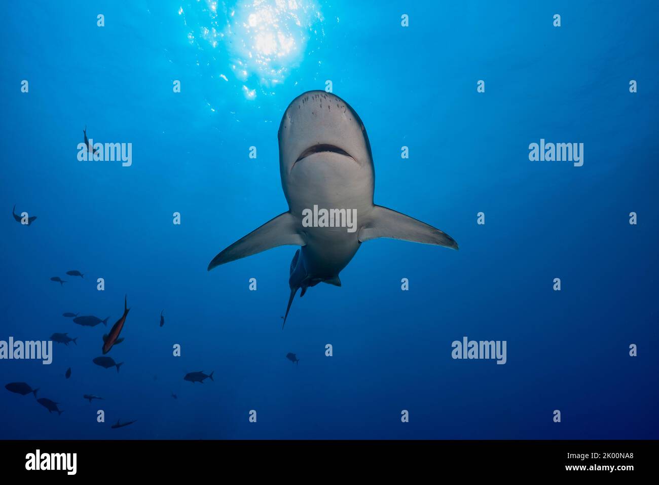 Ventral view of a silvertip shark Stock Photo - Alamy