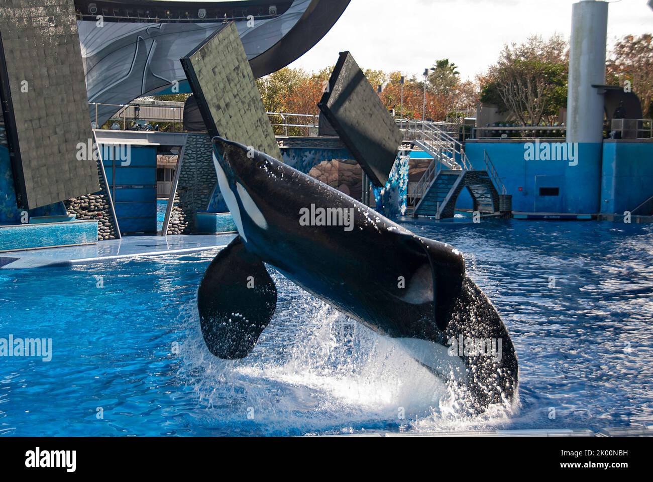 Killer whale (Orcinus orca) jumping in a show Stock Photo - Alamy