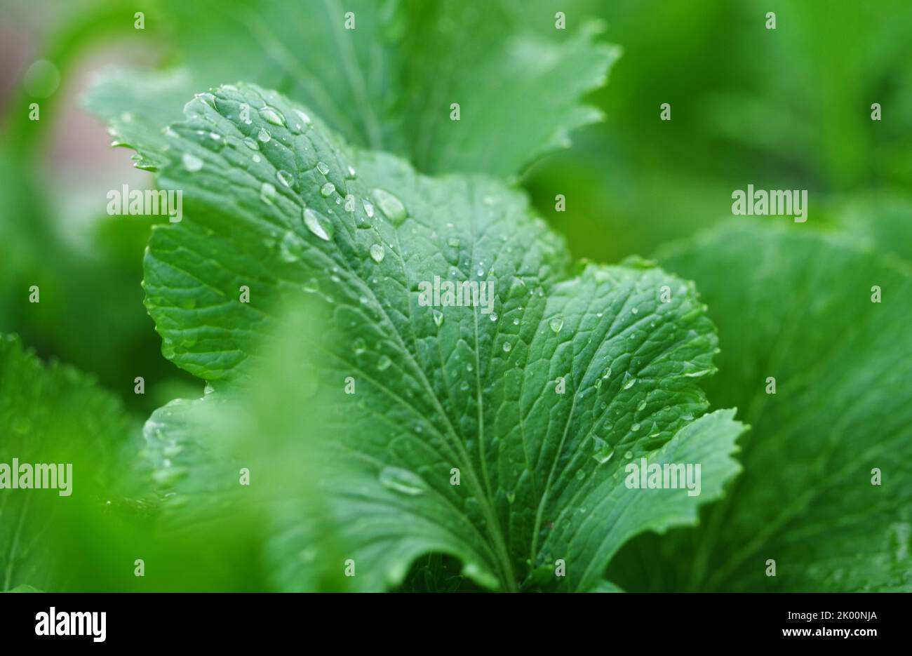 Wet vegetable hi-res stock photography and images - Alamy