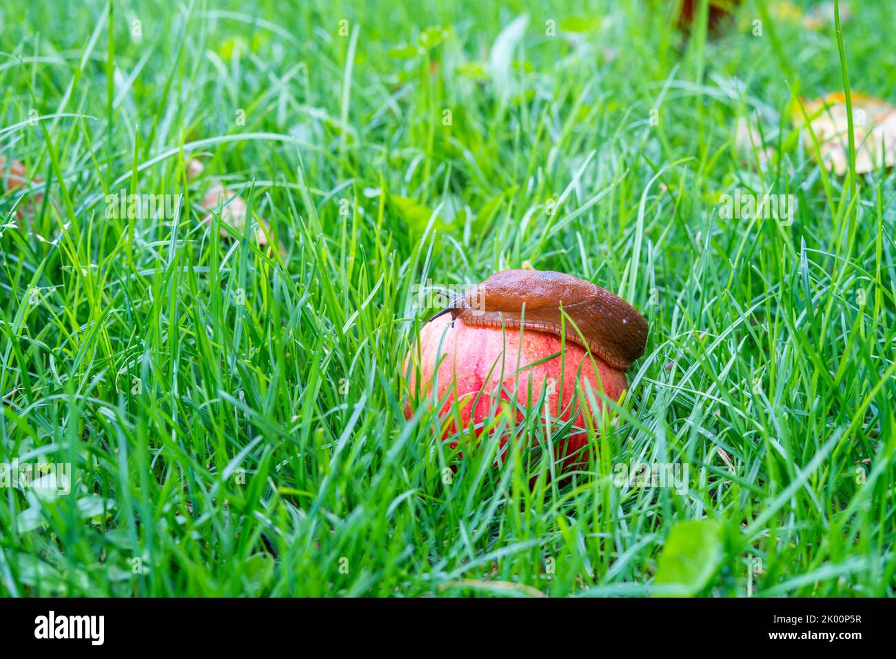 A slug on the red apple in the grass Stock Photo - Alamy