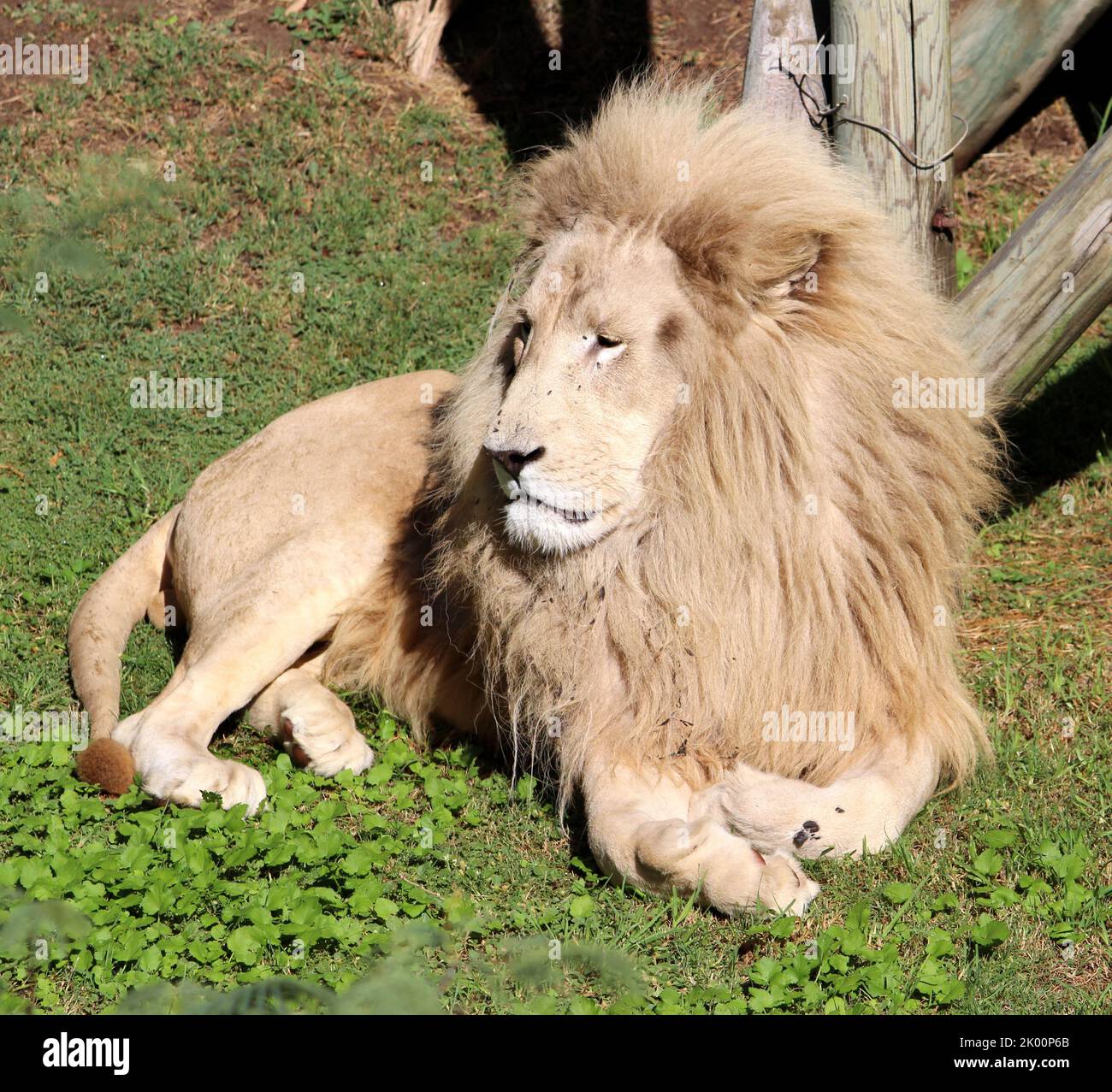 Muscular Lion Pictures