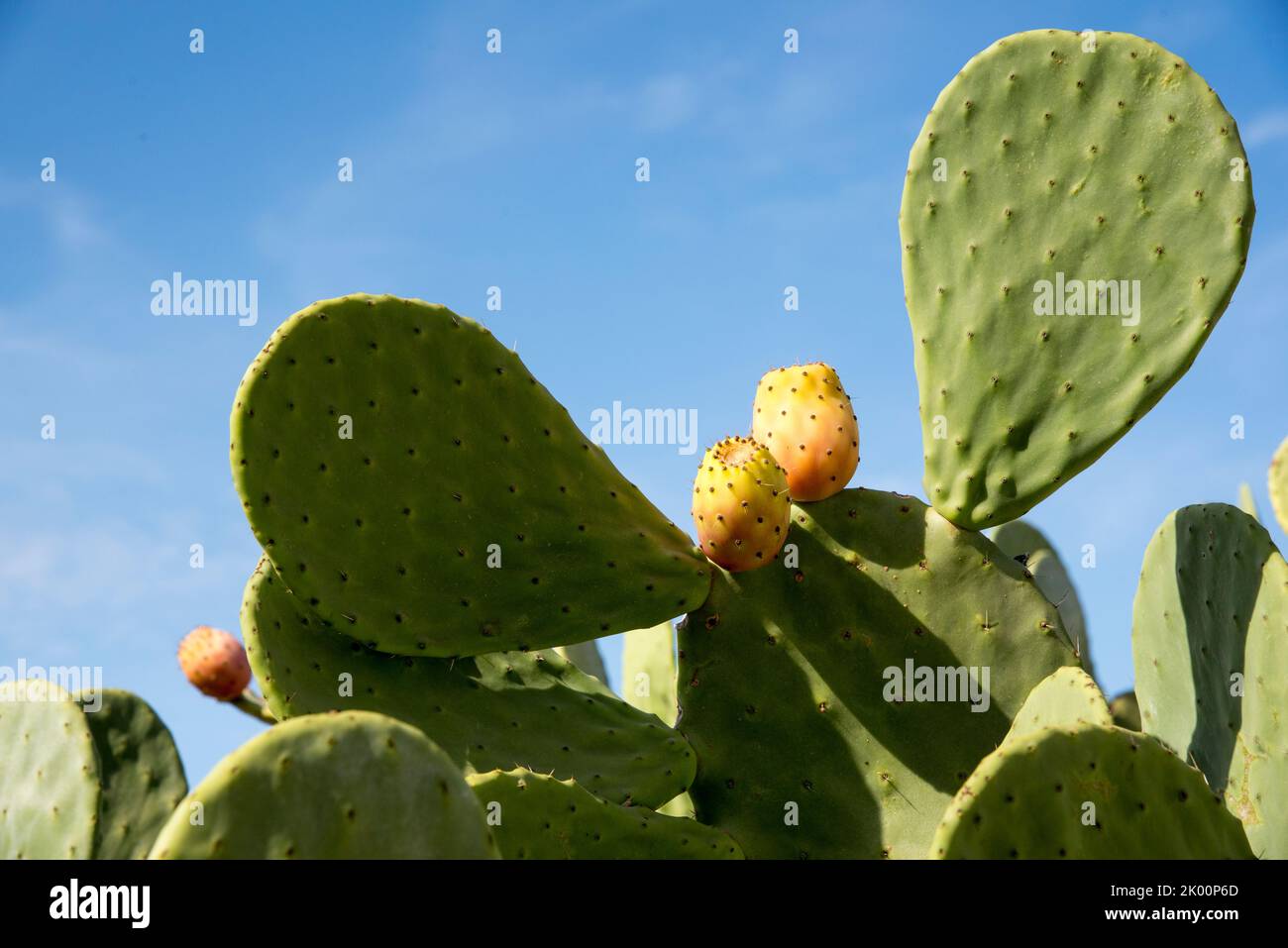 Ficus indica, fico d'India, cactus Stock Photo - Alamy