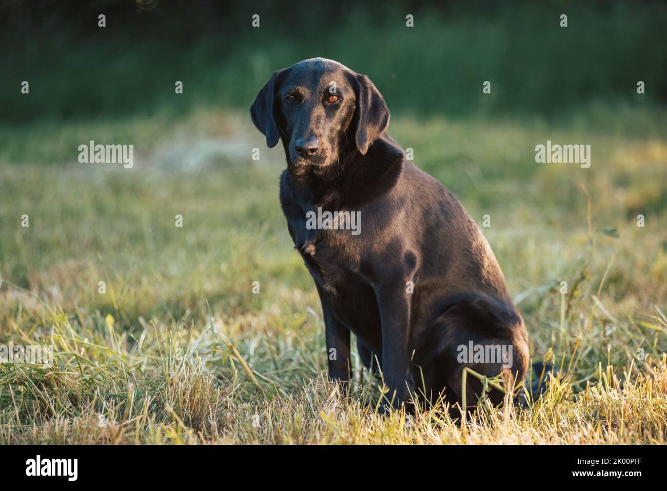 Black mixed breed dog portrait in nature at beautiful sunset Stock ...