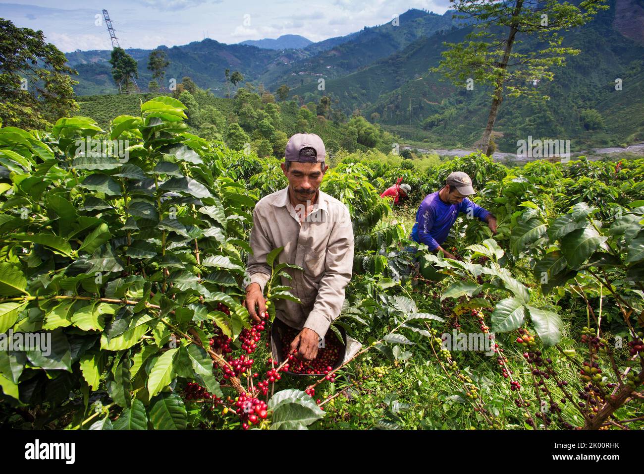 Colombia, coffee farm Venecia near Manizales. Pickers at work in the ...