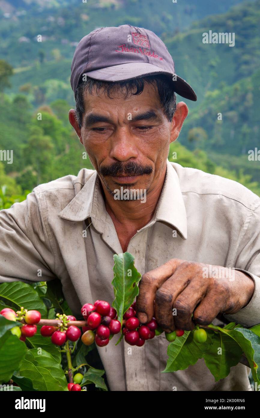 Colombia, coffee farm Venecia near Manizales. Pickers at work in the ...