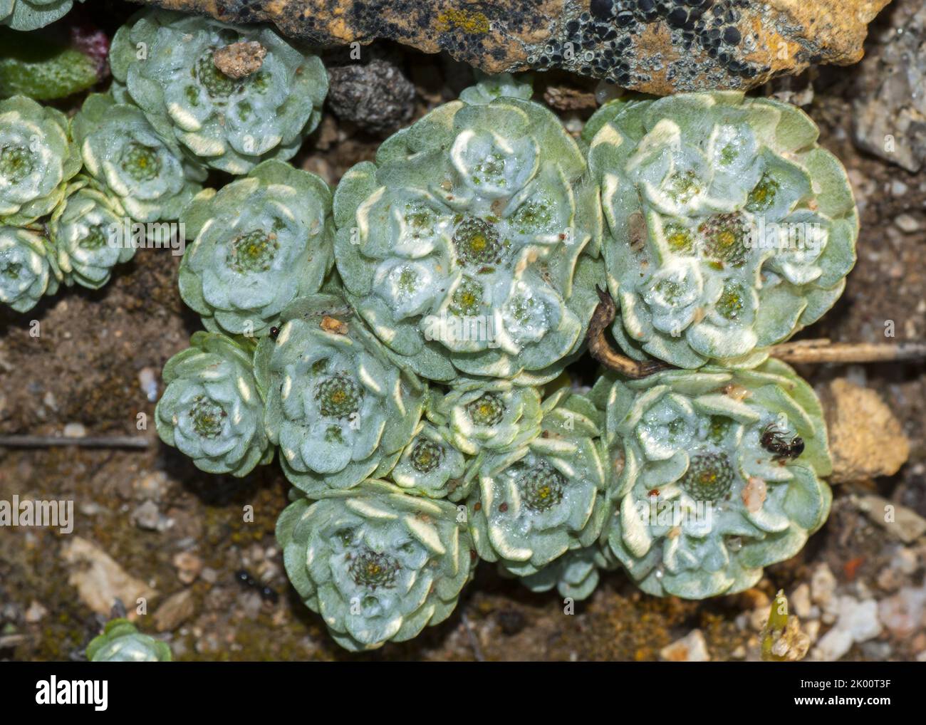 Pianta endemica hi-res stock photography and images - Alamy