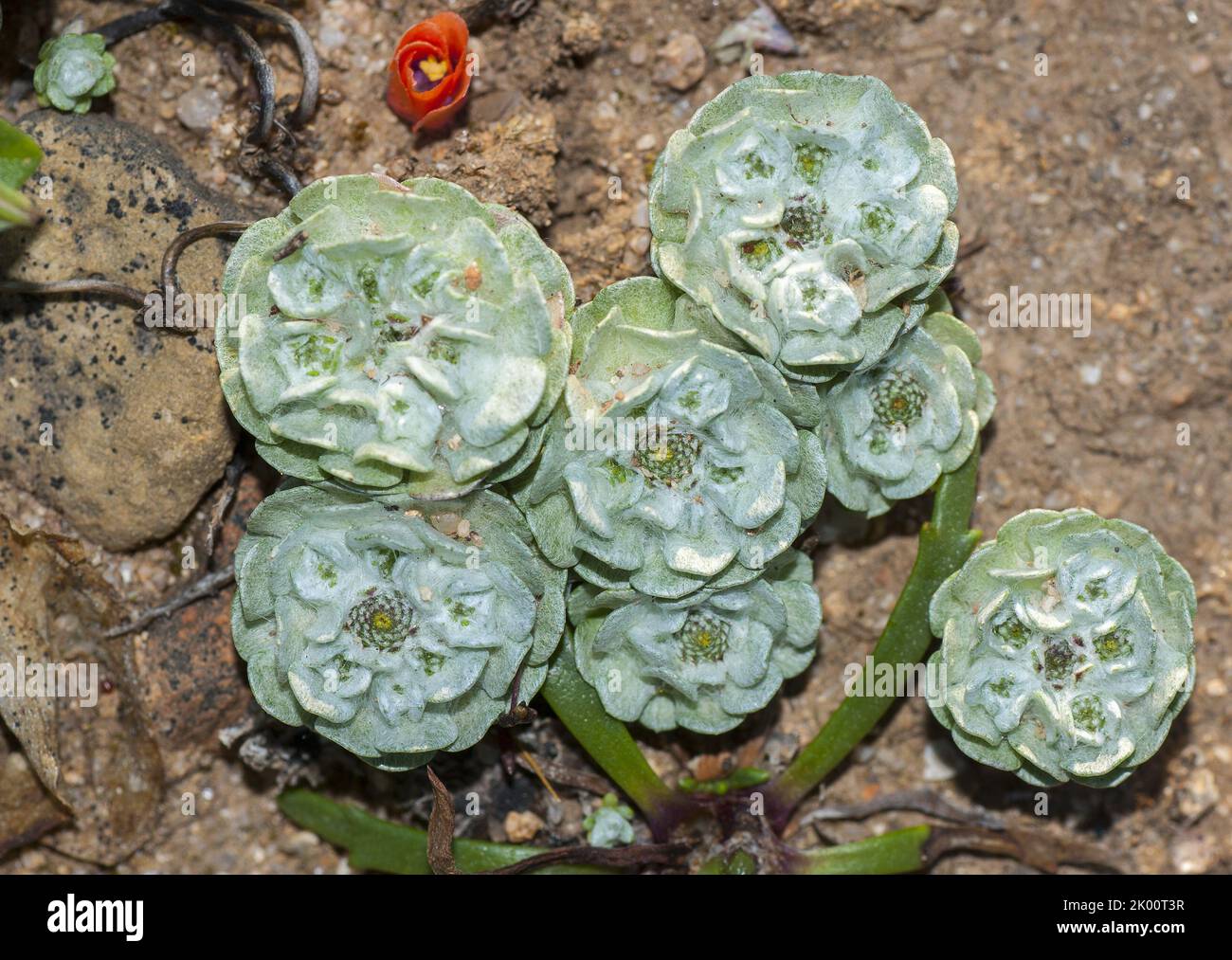 Pianta endemica hi-res stock photography and images - Alamy