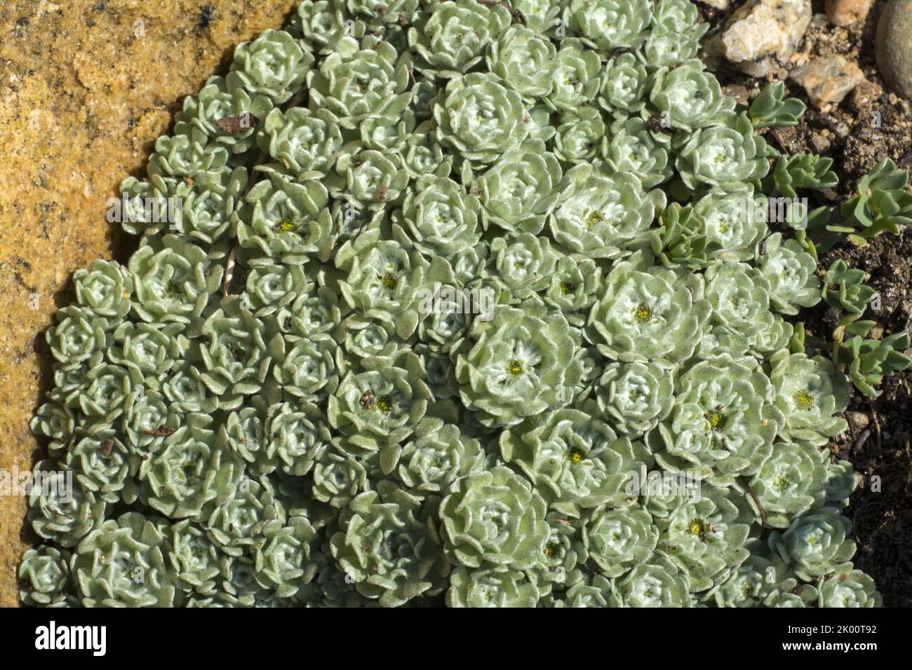 Pianta endemica hi-res stock photography and images - Alamy