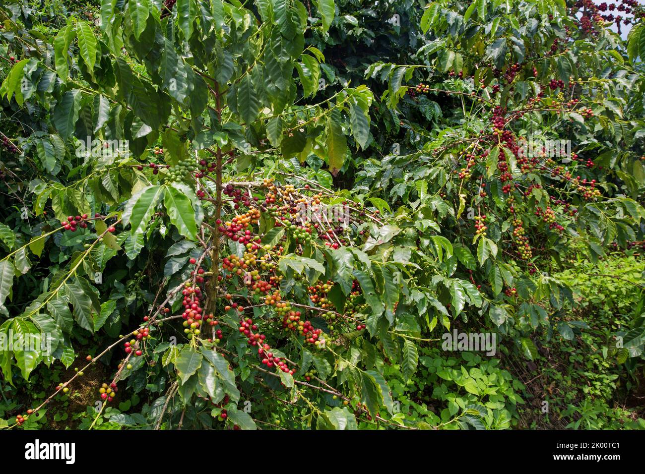 Colombia, coffee bushes with red ripe beans to pick on the farm Venecia ...