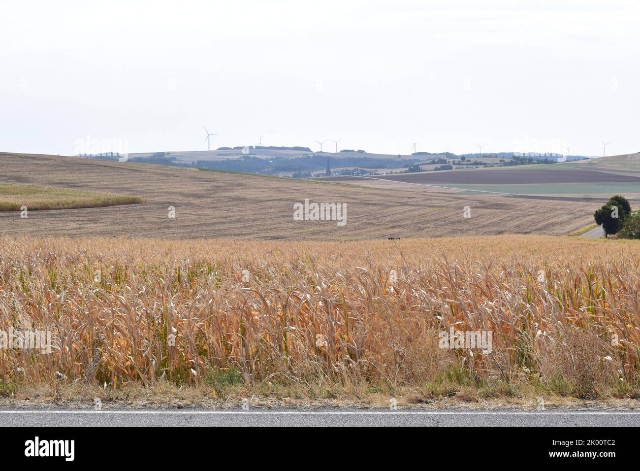 wide corn fields in the Eifel Stock Photo - Alamy