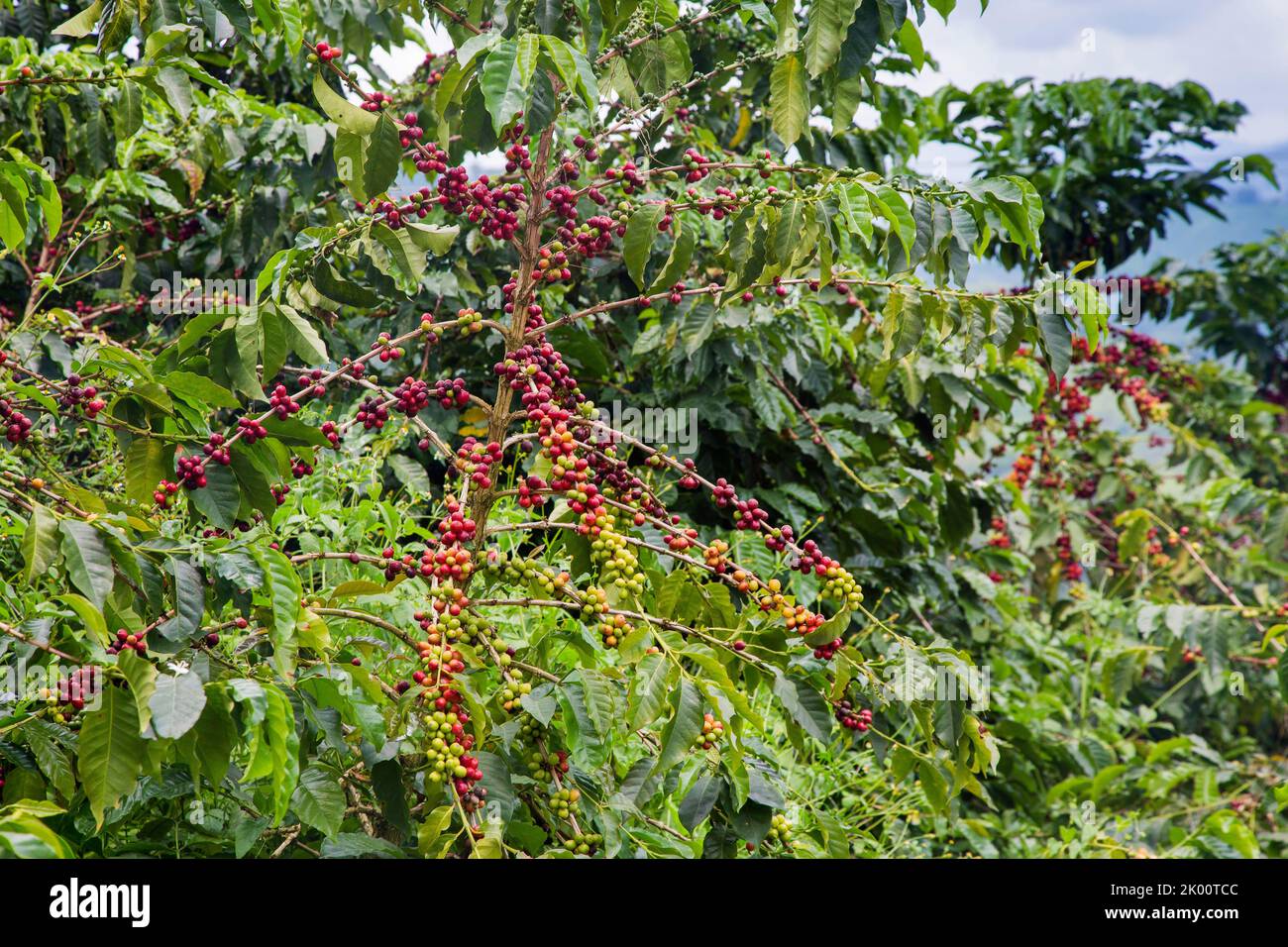 Colombia, coffee bushes with red ripe beans to pick on the farm Venecia ...