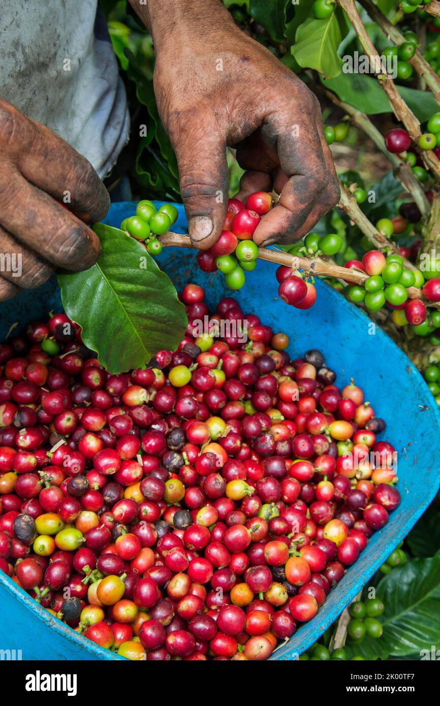 Colombia, coffee farm Venecia near Manizales. Pickers at work in the ...
