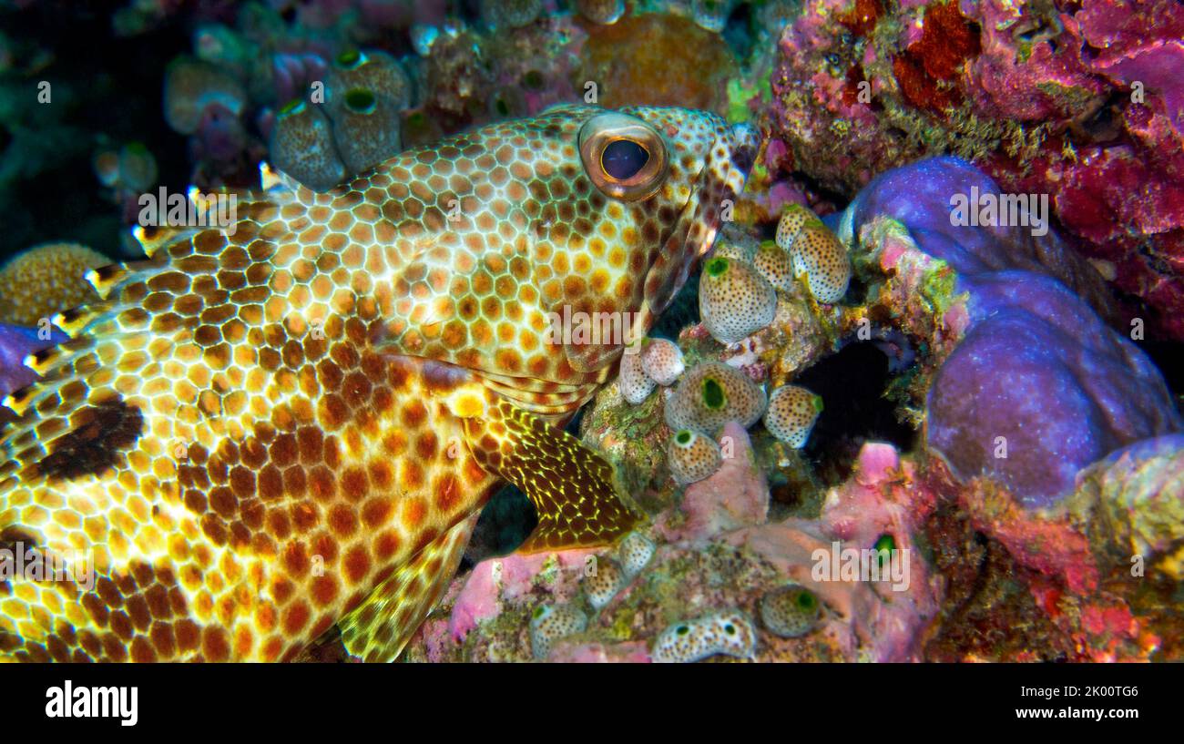 Four-saddle Grouper, Epinephelus spilotoceps, Coral Reef, South Ari ...