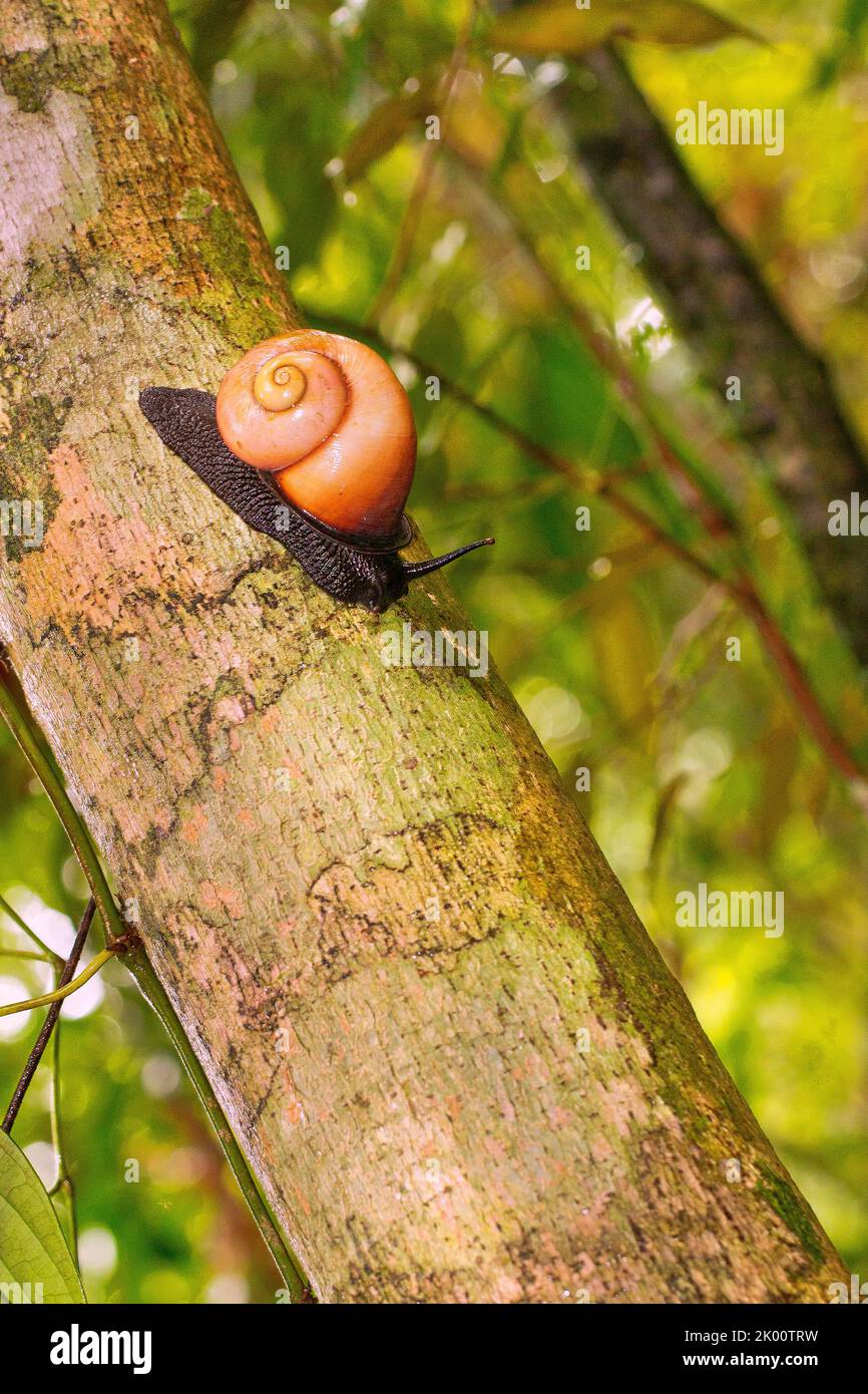 Giant Tree Snail, Acavus phoenix, Sinharaja National Park Rain Forest ...