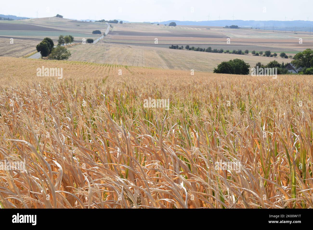 wide corn fields in the Eifel Stock Photo - Alamy
