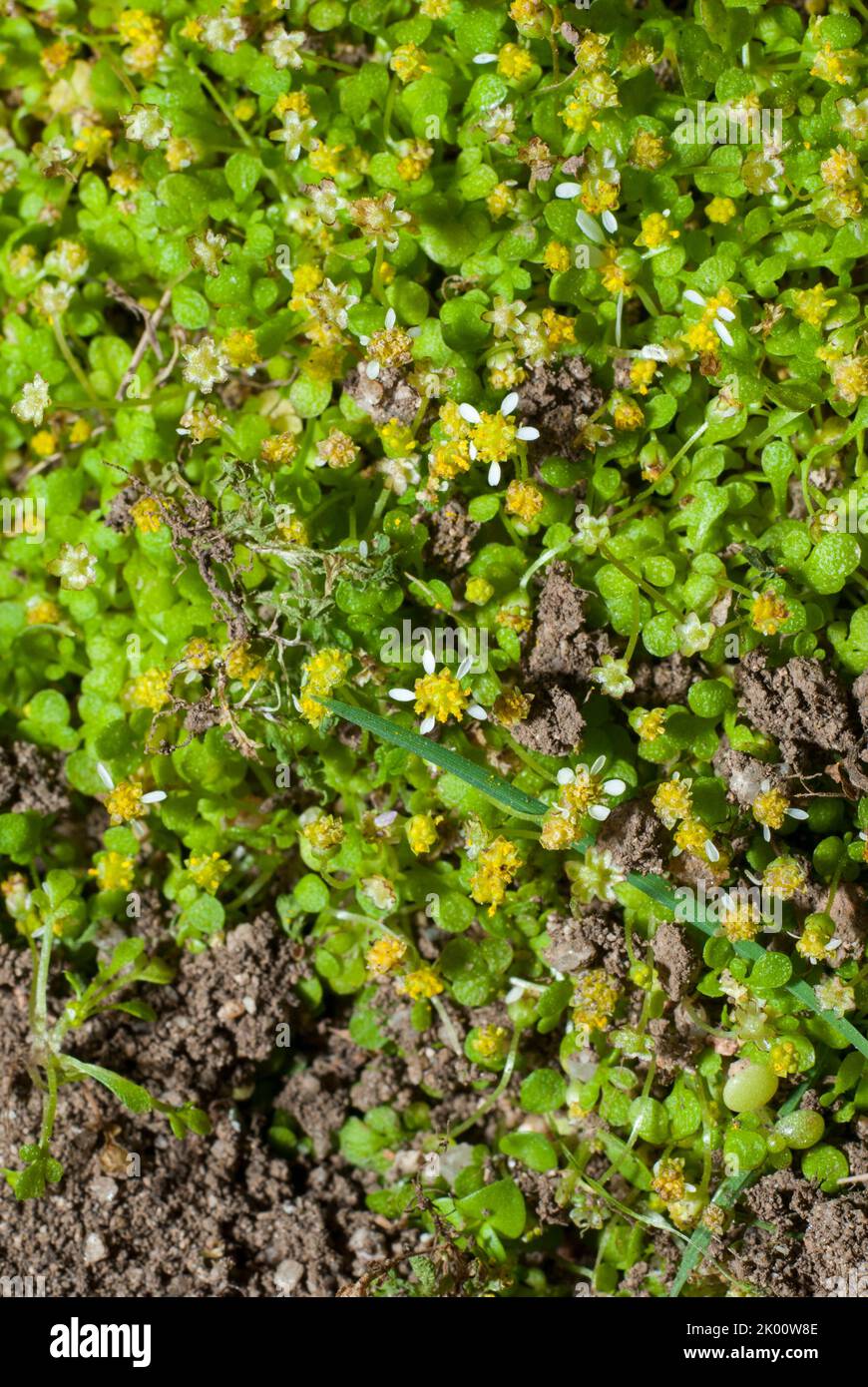 Margherita piccolissima, Asteraceae Endemica italiana Nananthea ...